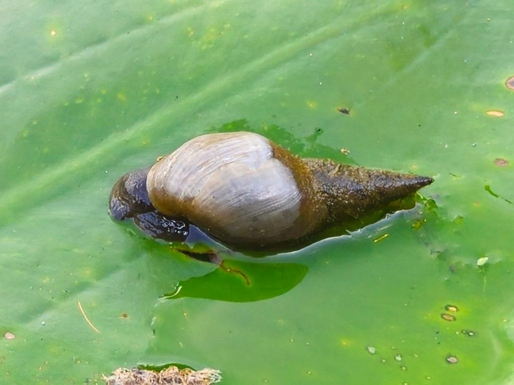 Water Snails