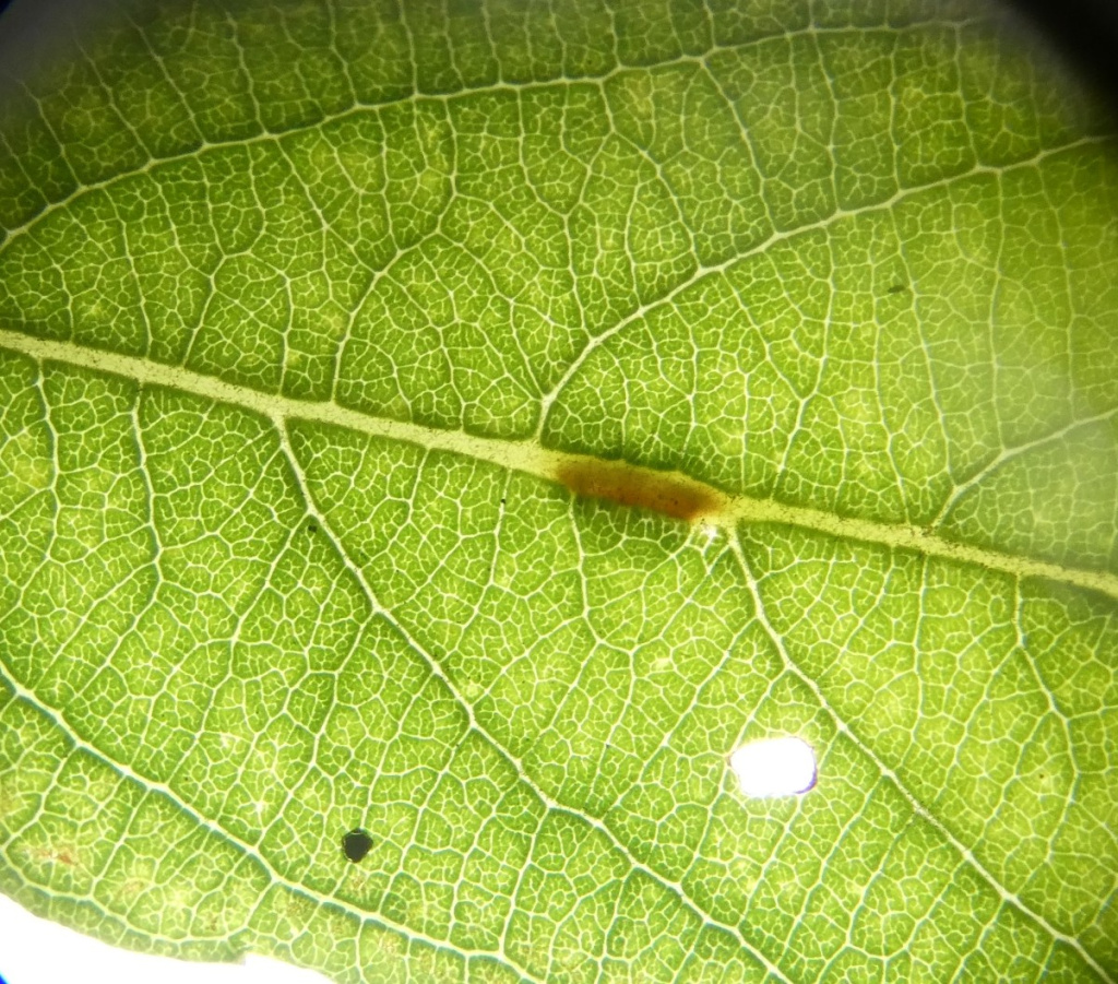 Rabdophaga nervorum | NatureSpot