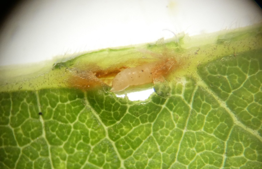 Rabdophaga nervorum | NatureSpot