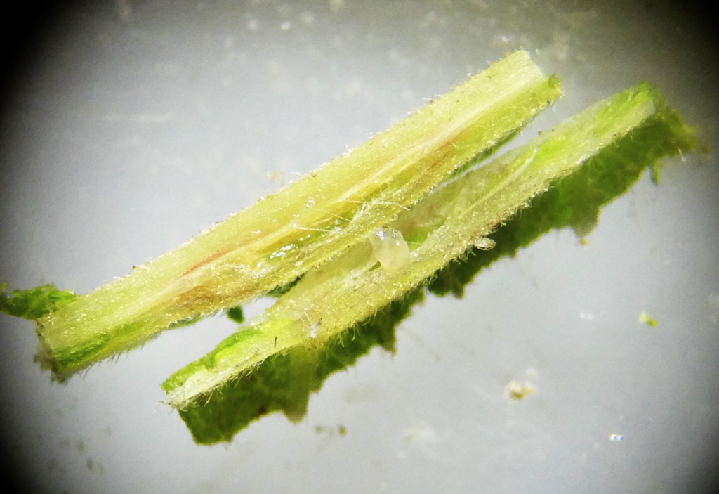 Rabdophaga nervorum | NatureSpot