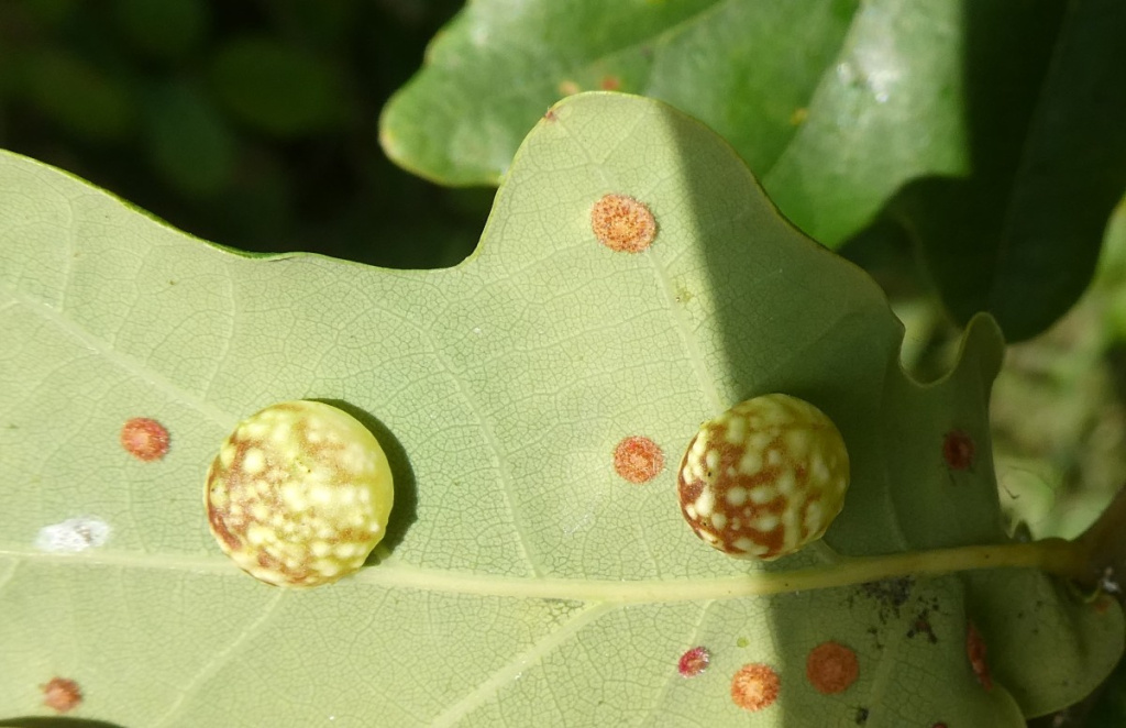 Striped Pea-gall | NatureSpot