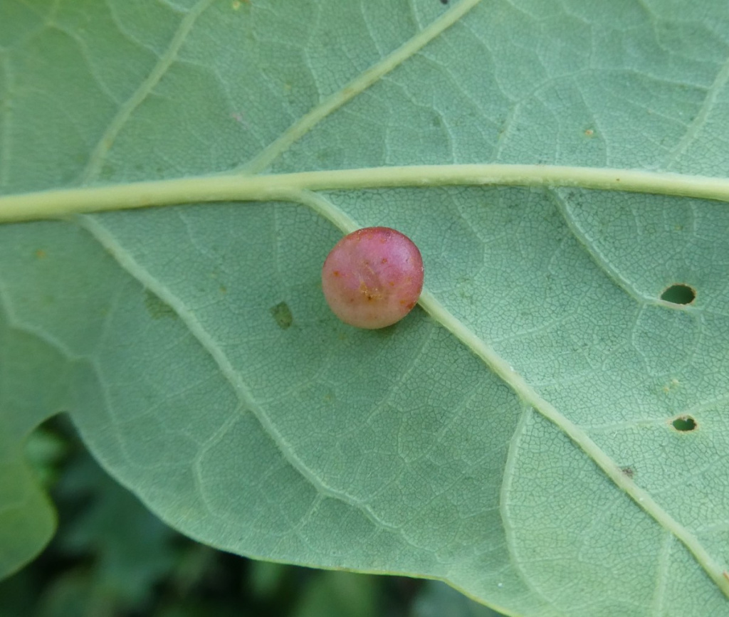 Red-pea Gall | NatureSpot