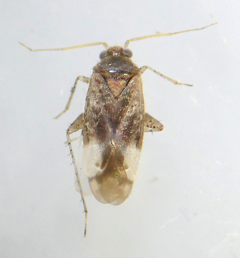 Psallus haematodes | NatureSpot