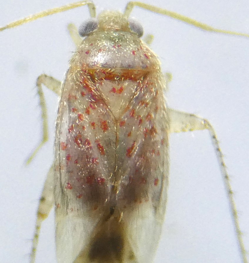 Psallus haematodes | NatureSpot