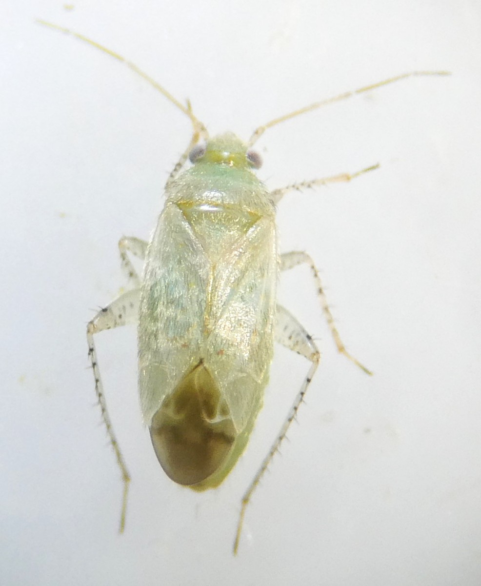Psallus haematodes | NatureSpot