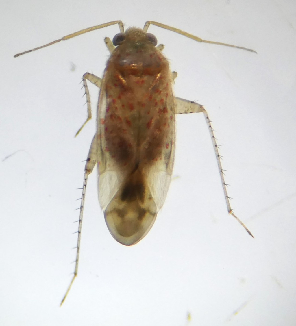 Psallus haematodes | NatureSpot
