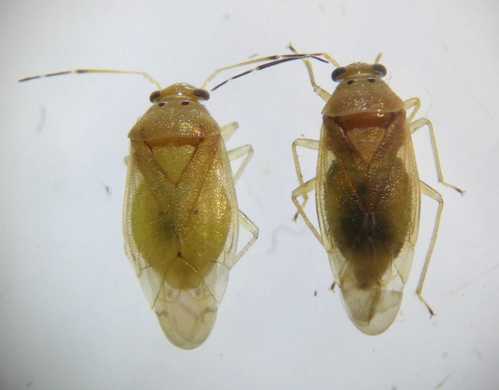 Tropidosteptes pacificus | NatureSpot