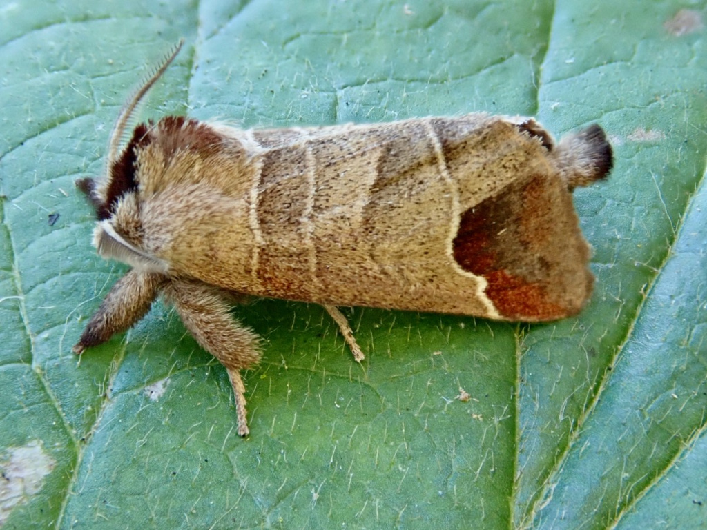 Chocolate Covered Moths Chocolate Tip | Butterfly Conservation