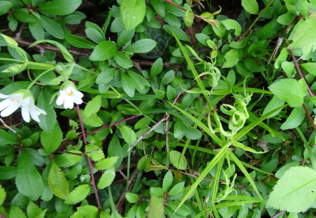 Brachycolus stellariae | NatureSpot