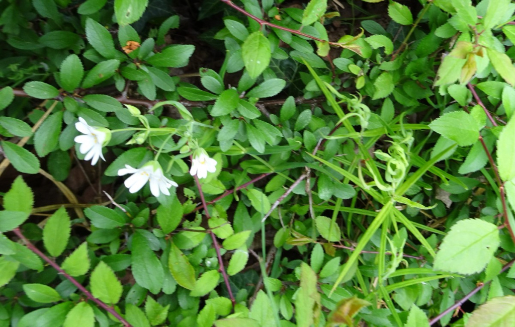 Brachycolus stellariae | NatureSpot