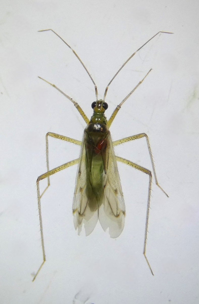 Dicyphus pallidus | NatureSpot