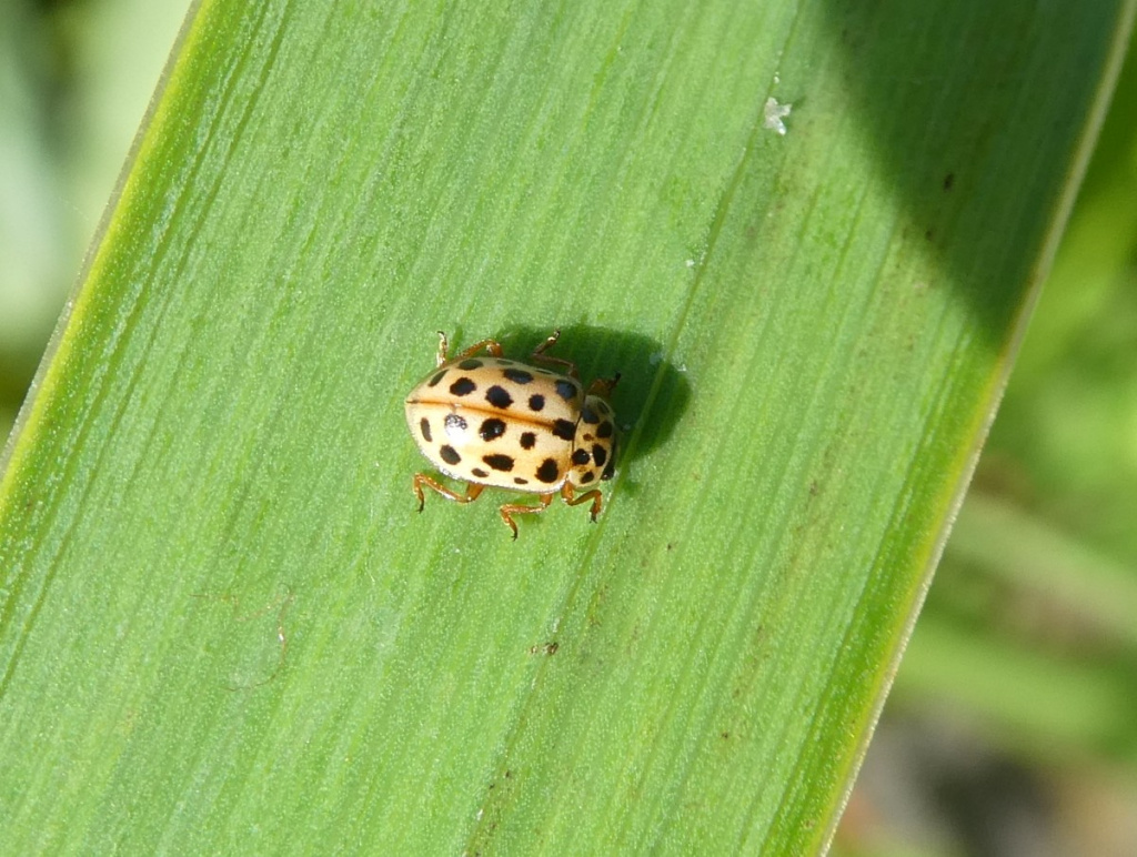 Green Ladybug Easy Guide And Identifying Them With Images Guide To