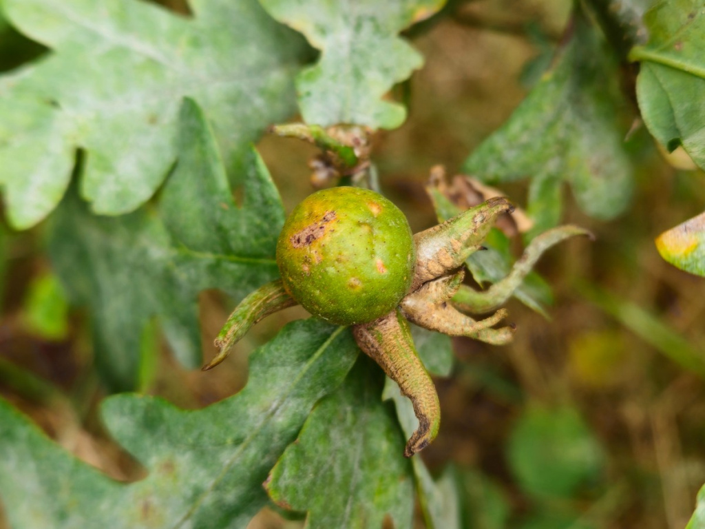 Marble Gall | NatureSpot