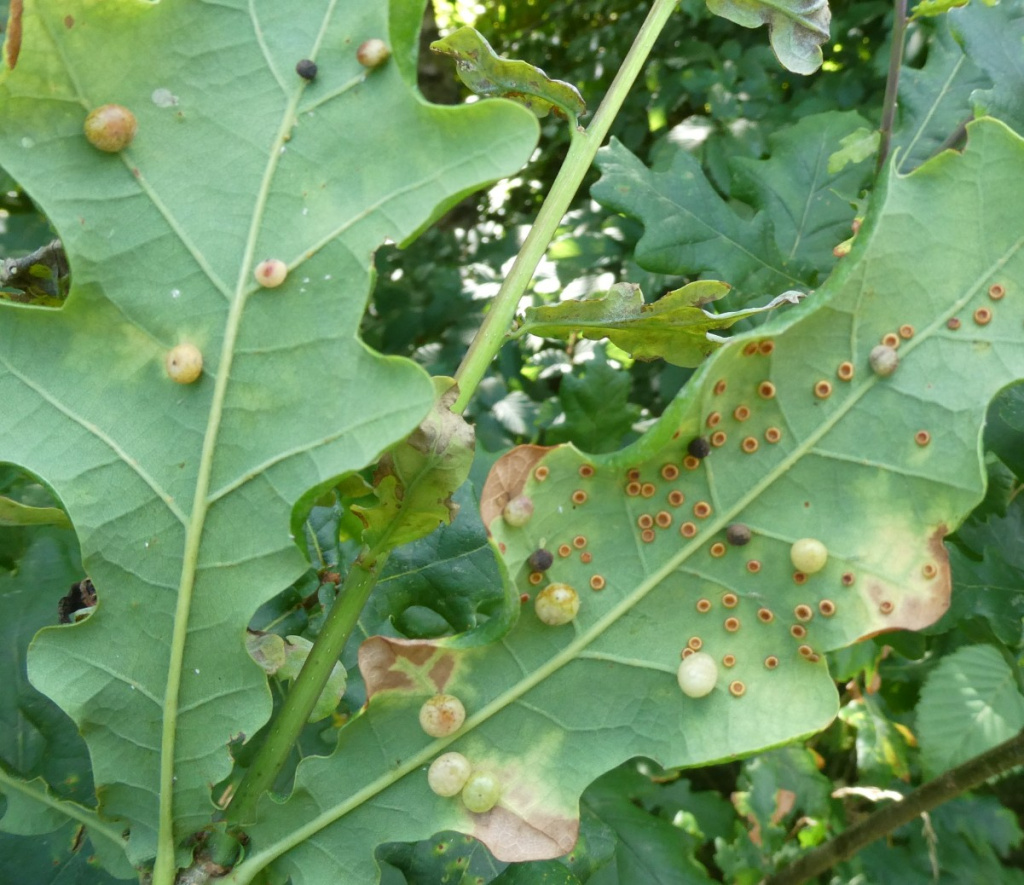 Red-pea Gall | NatureSpot
