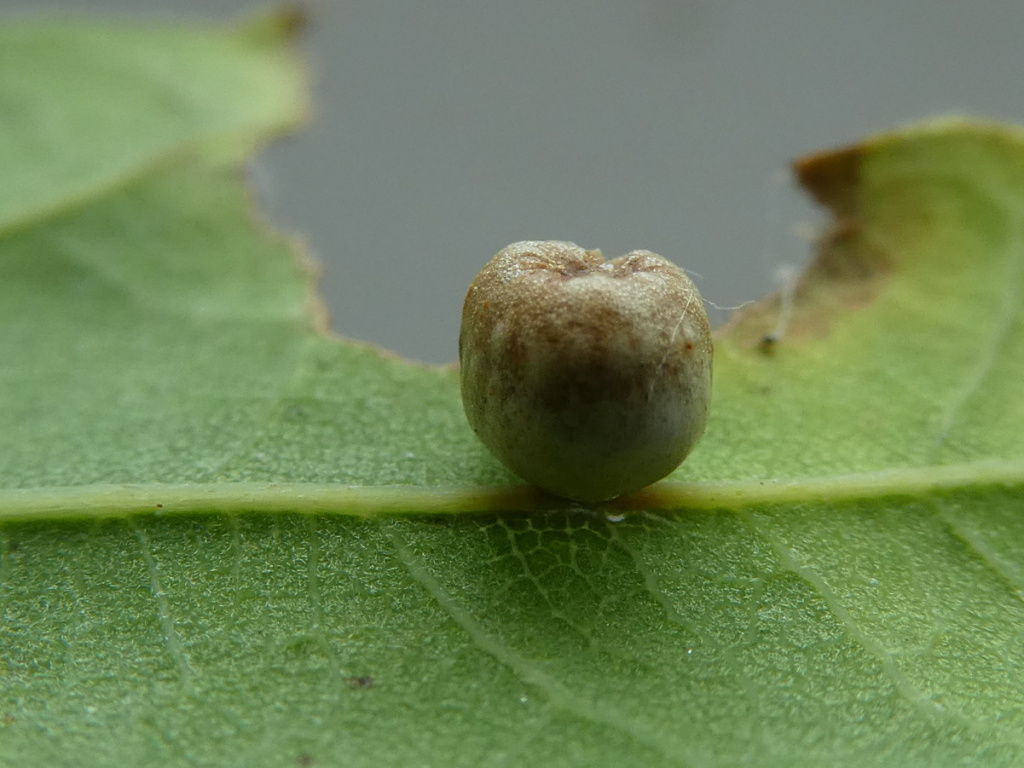 Cynips disticha f. agamic | NatureSpot