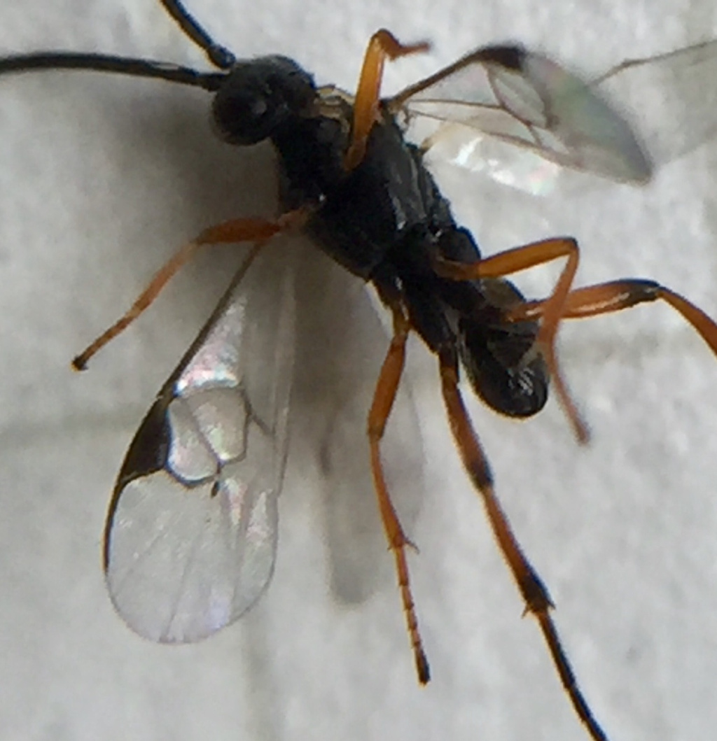 Cotesia glomerata | NatureSpot