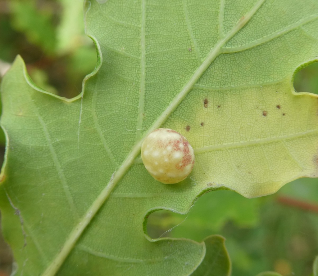 Striped Pea-gall | NatureSpot