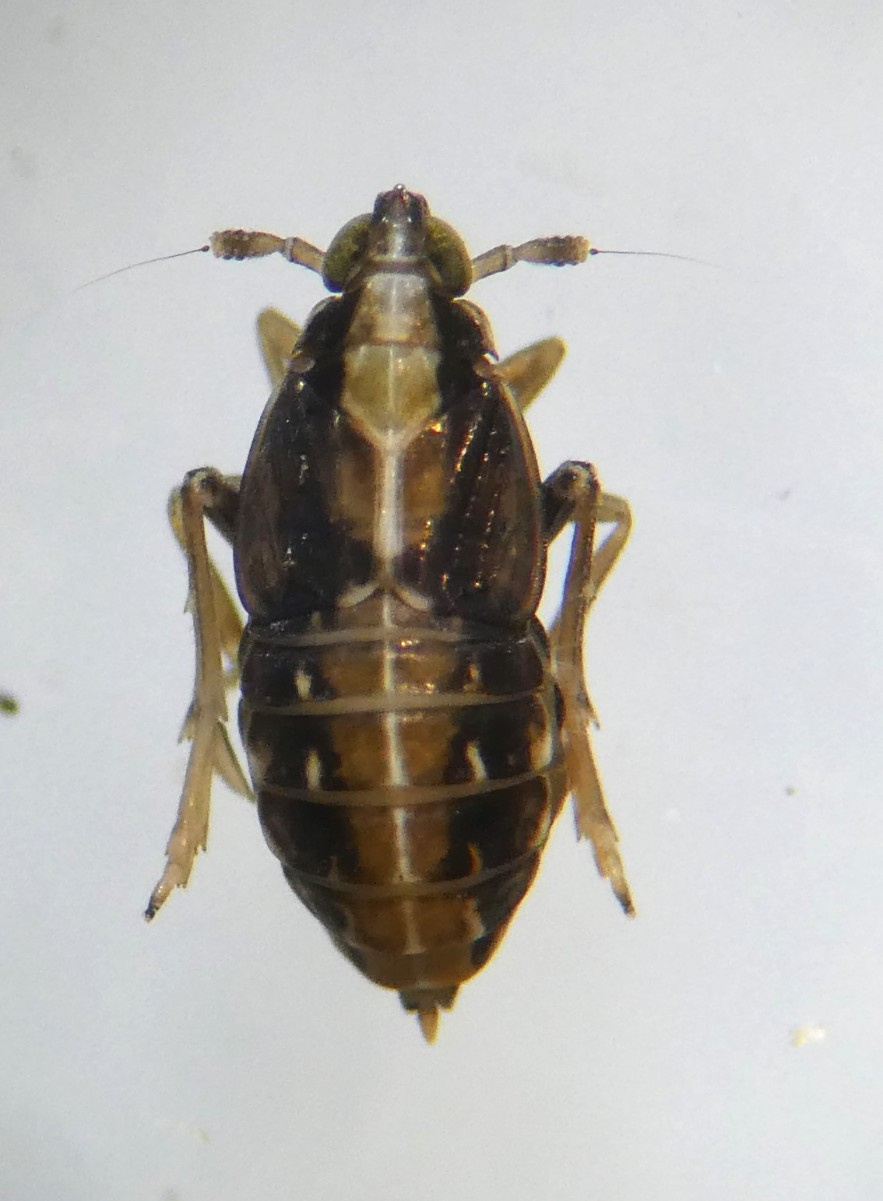 Megamelus notula | NatureSpot