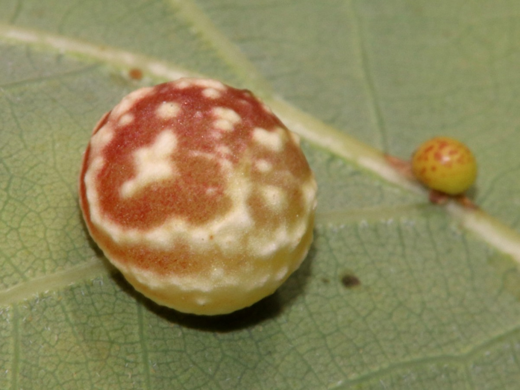 Striped Pea-gall | NatureSpot