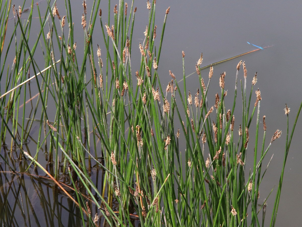 Common Spike-rush | NatureSpot