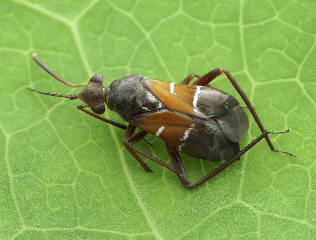Pilophorus cinnamopterus | NatureSpot