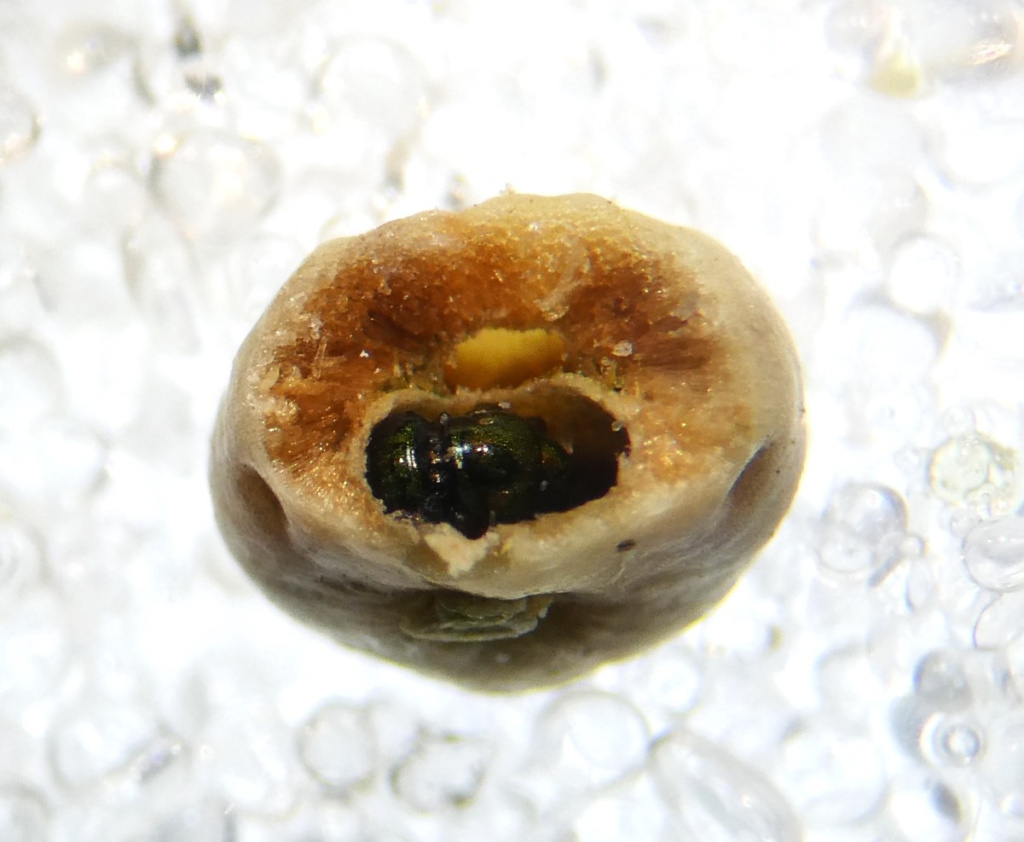 Cynips disticha f. agamic | NatureSpot