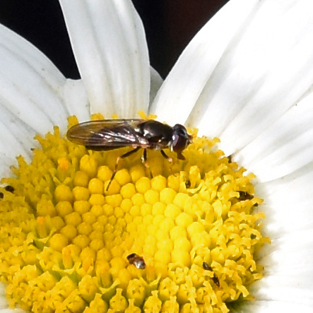 Cheilosia soror | NatureSpot