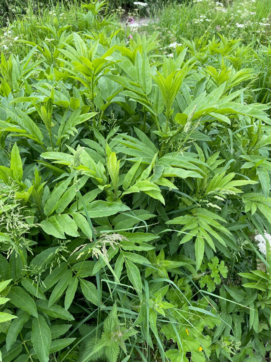 Dwarf Elder | NatureSpot