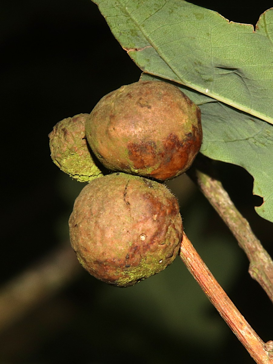 Marble Gall | NatureSpot