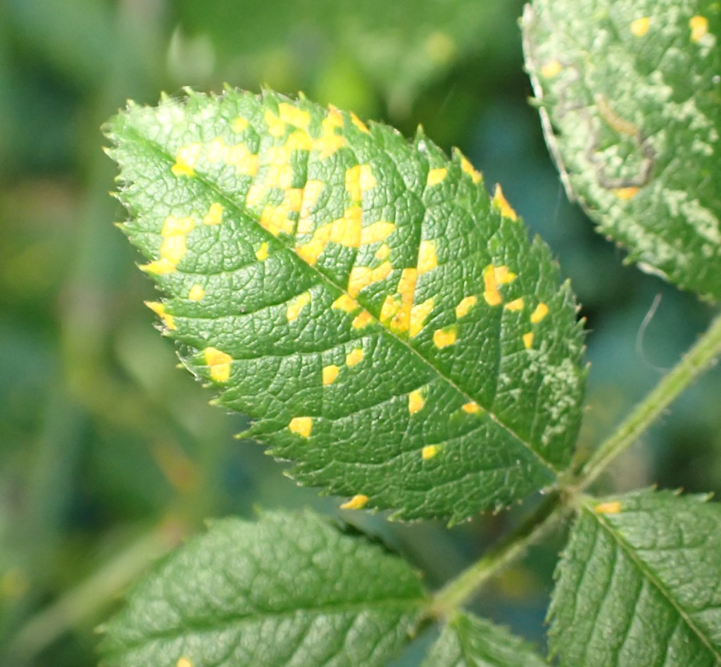 Rose Rust | NatureSpot