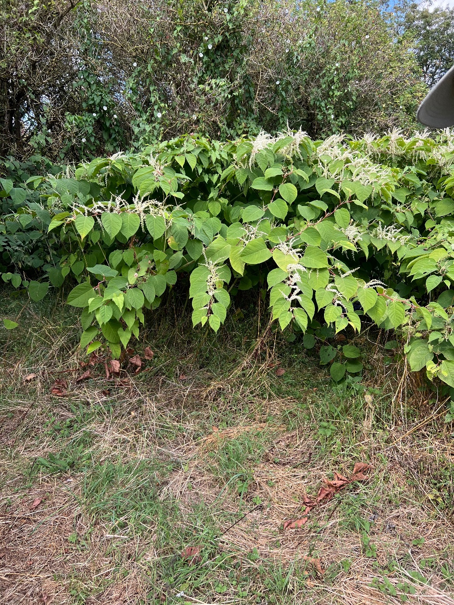3 Japanese Knotweed