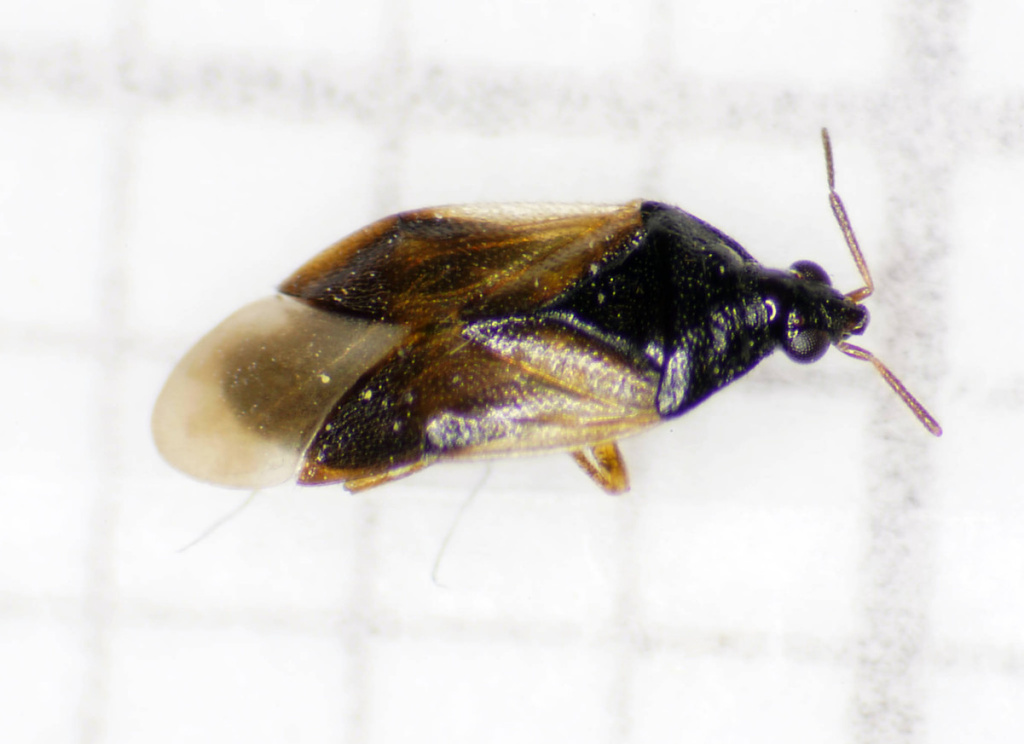 Orius majusculus | NatureSpot