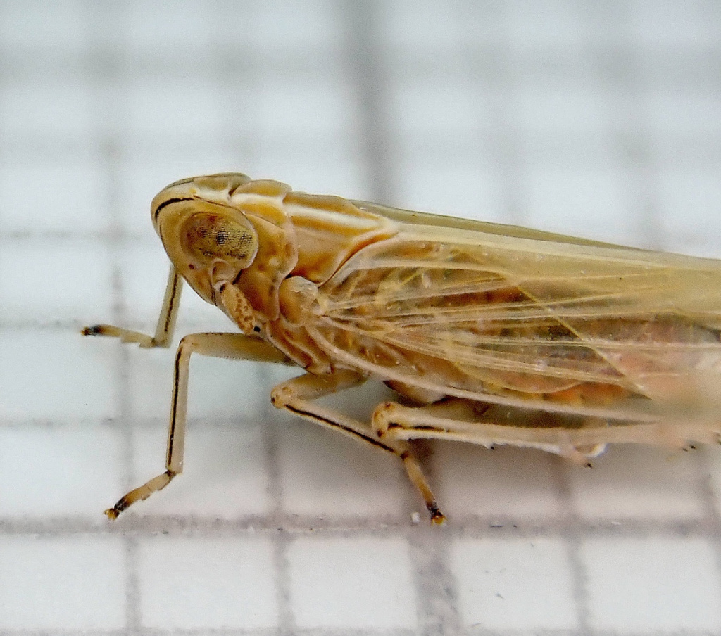 Stenocranus major | NatureSpot