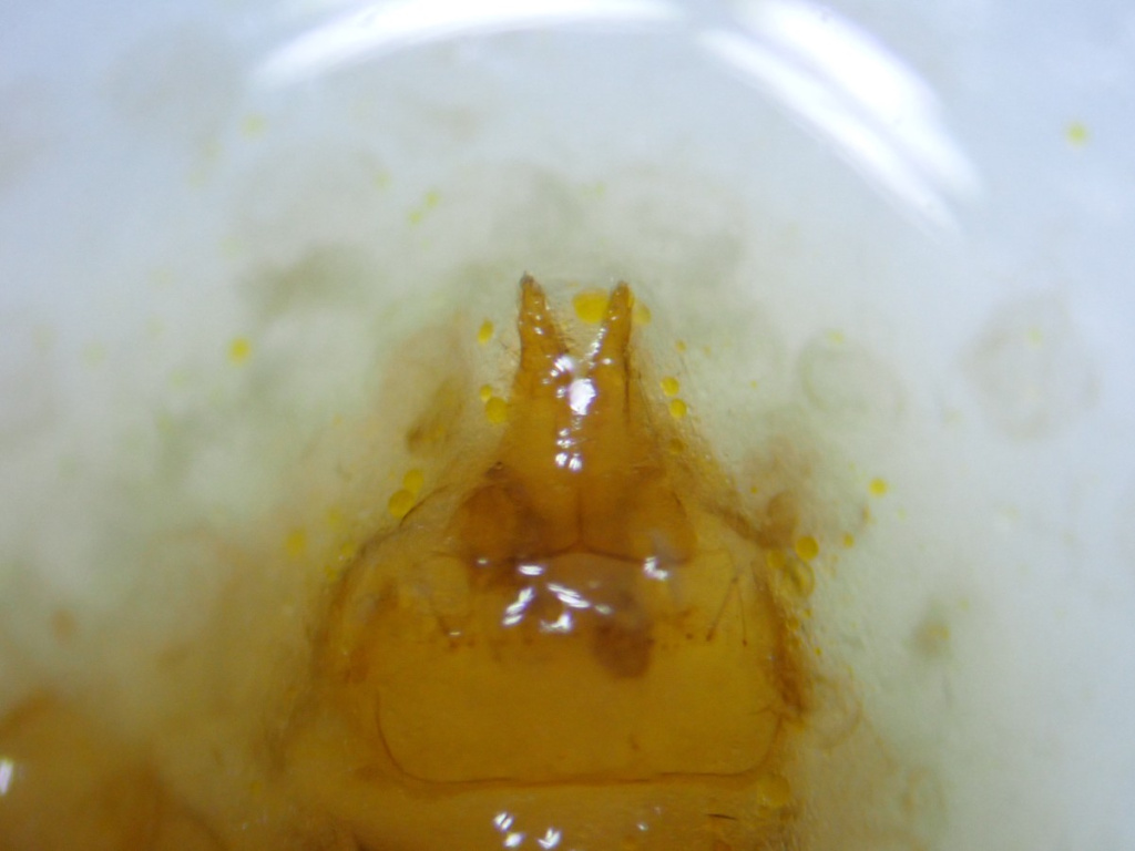 Goera pilosa | NatureSpot