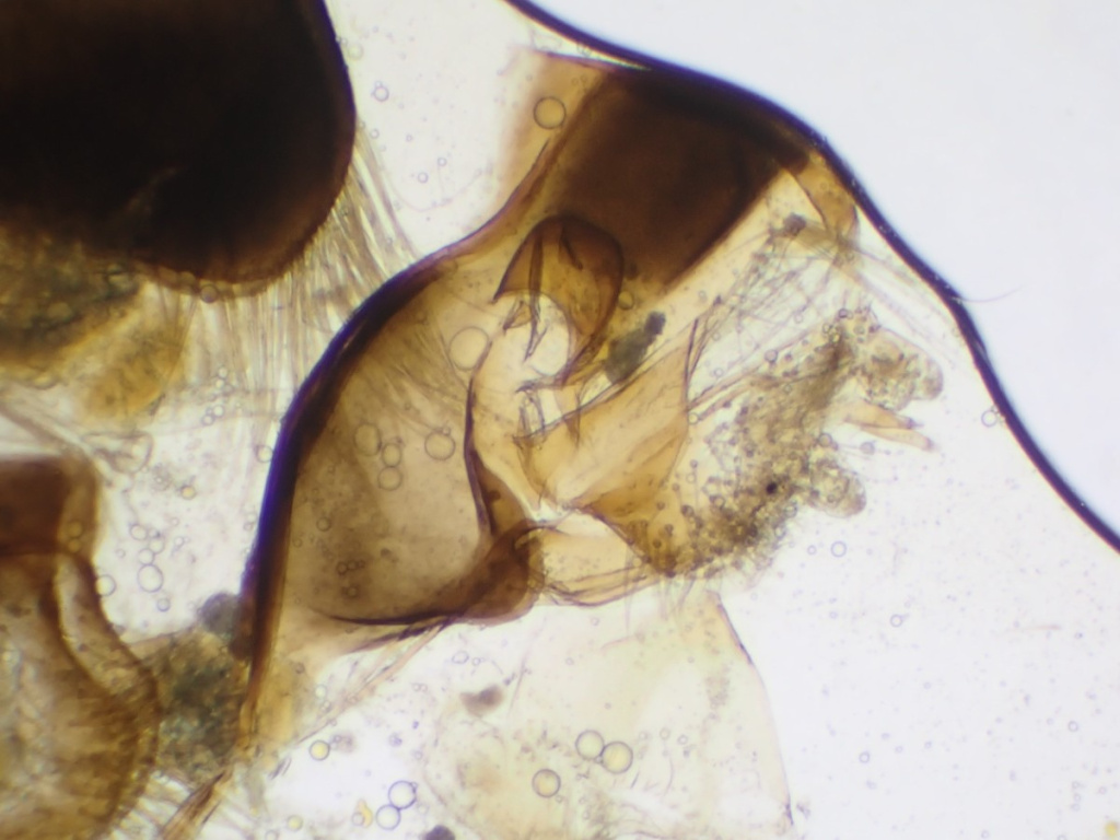 Hydropsyche contubernalis | NatureSpot