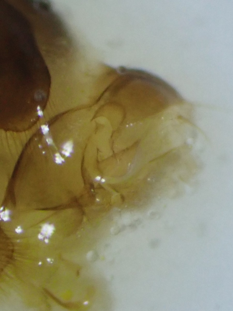 Hydropsyche contubernalis | NatureSpot