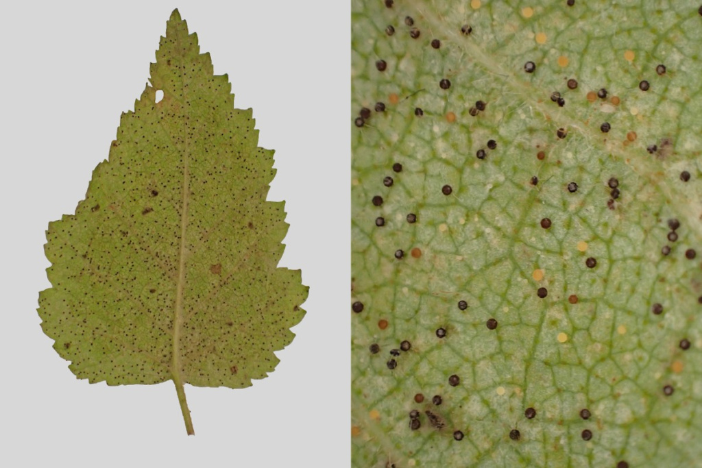 Phyllactinia betulae | NatureSpot