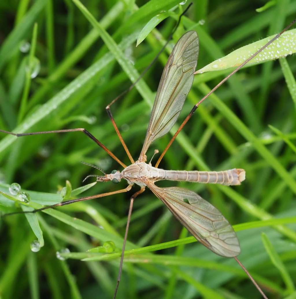 Tipula paludosa | NatureSpot