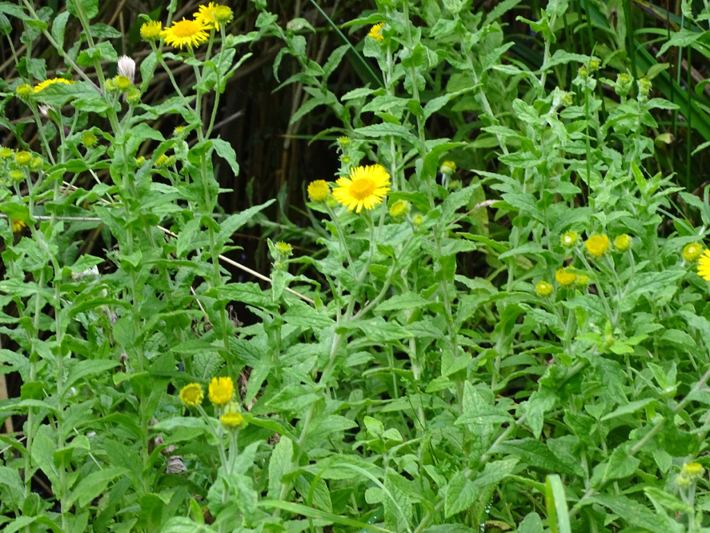 Common Fleabane