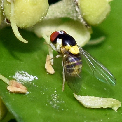 Acletoxenus formosus | NatureSpot