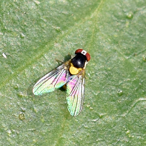 Acletoxenus formosus | NatureSpot