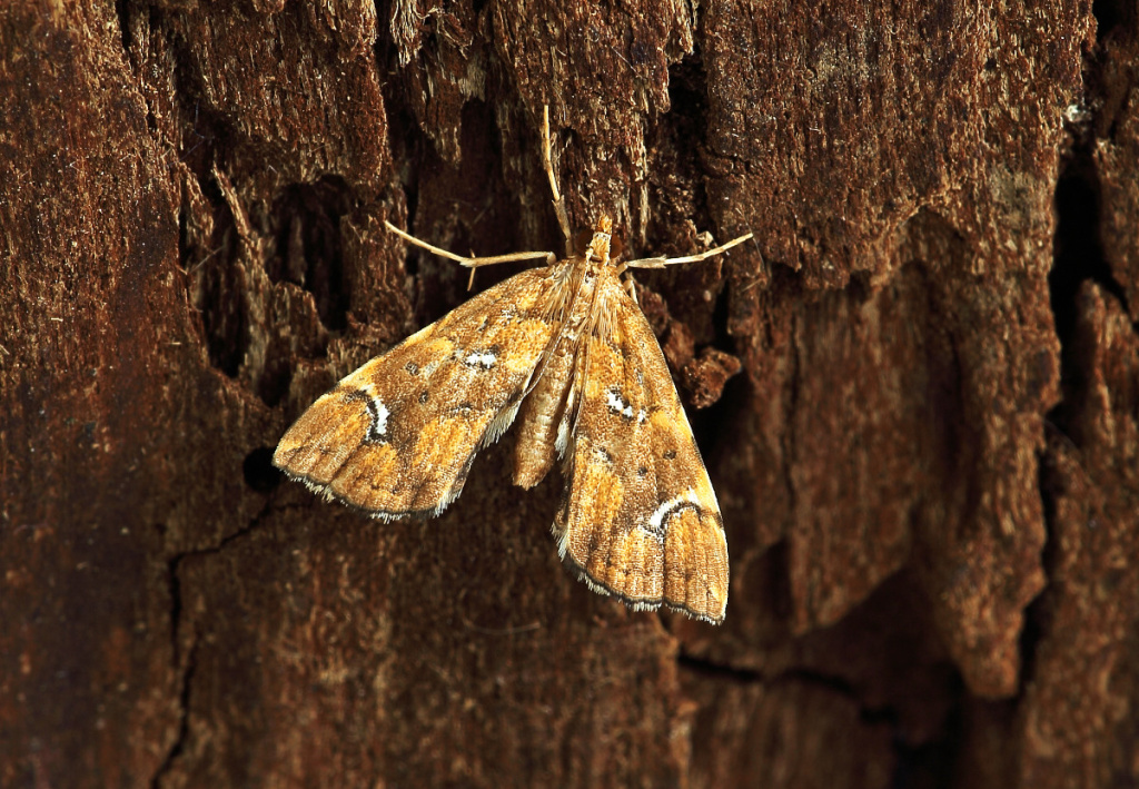 Musotima nitidalis | NatureSpot