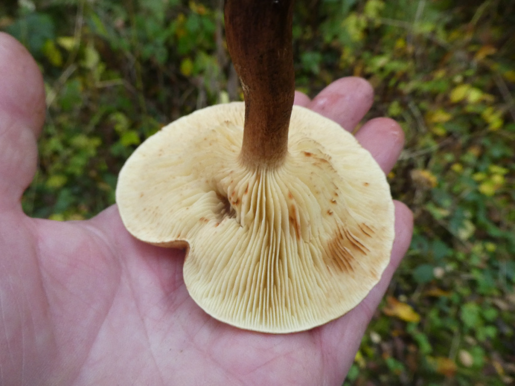 Birch Knight | NatureSpot