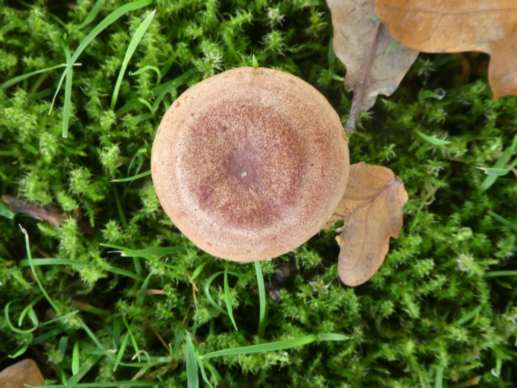 Oak Milkcap | NatureSpot