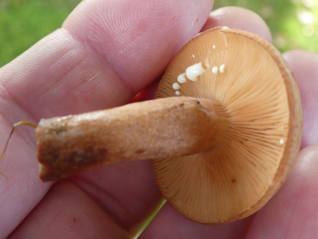 Oak Milkcap | NatureSpot