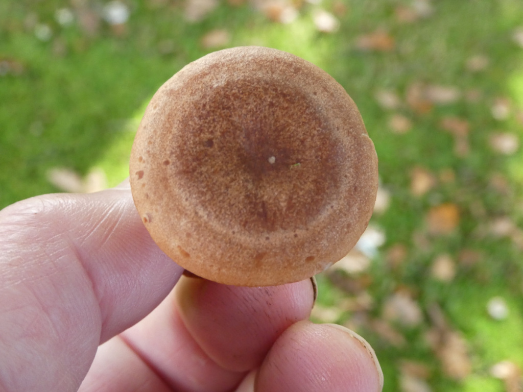Oak Milkcap | NatureSpot