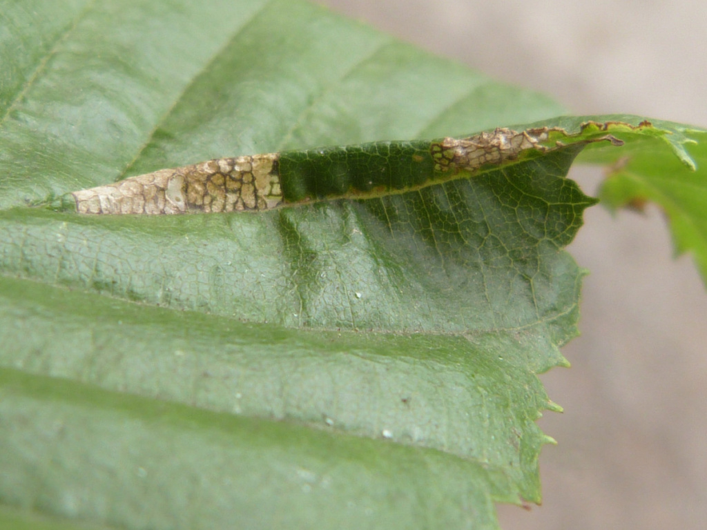 Phyllonorycter tenerella | NatureSpot