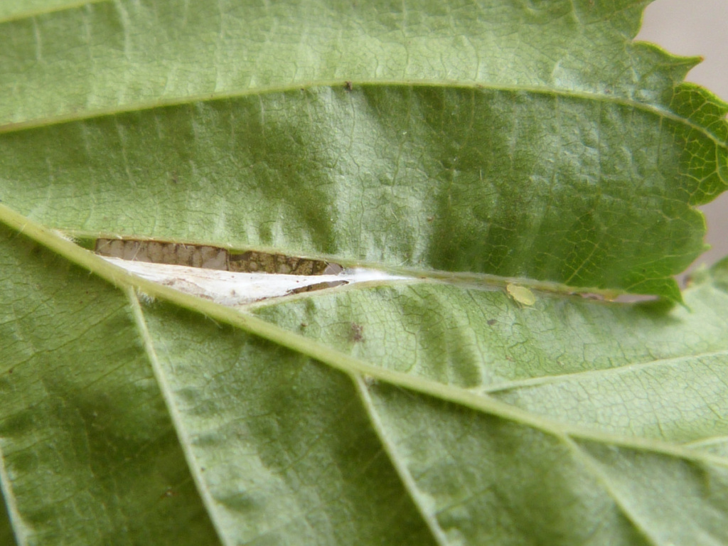 Phyllonorycter tenerella | NatureSpot