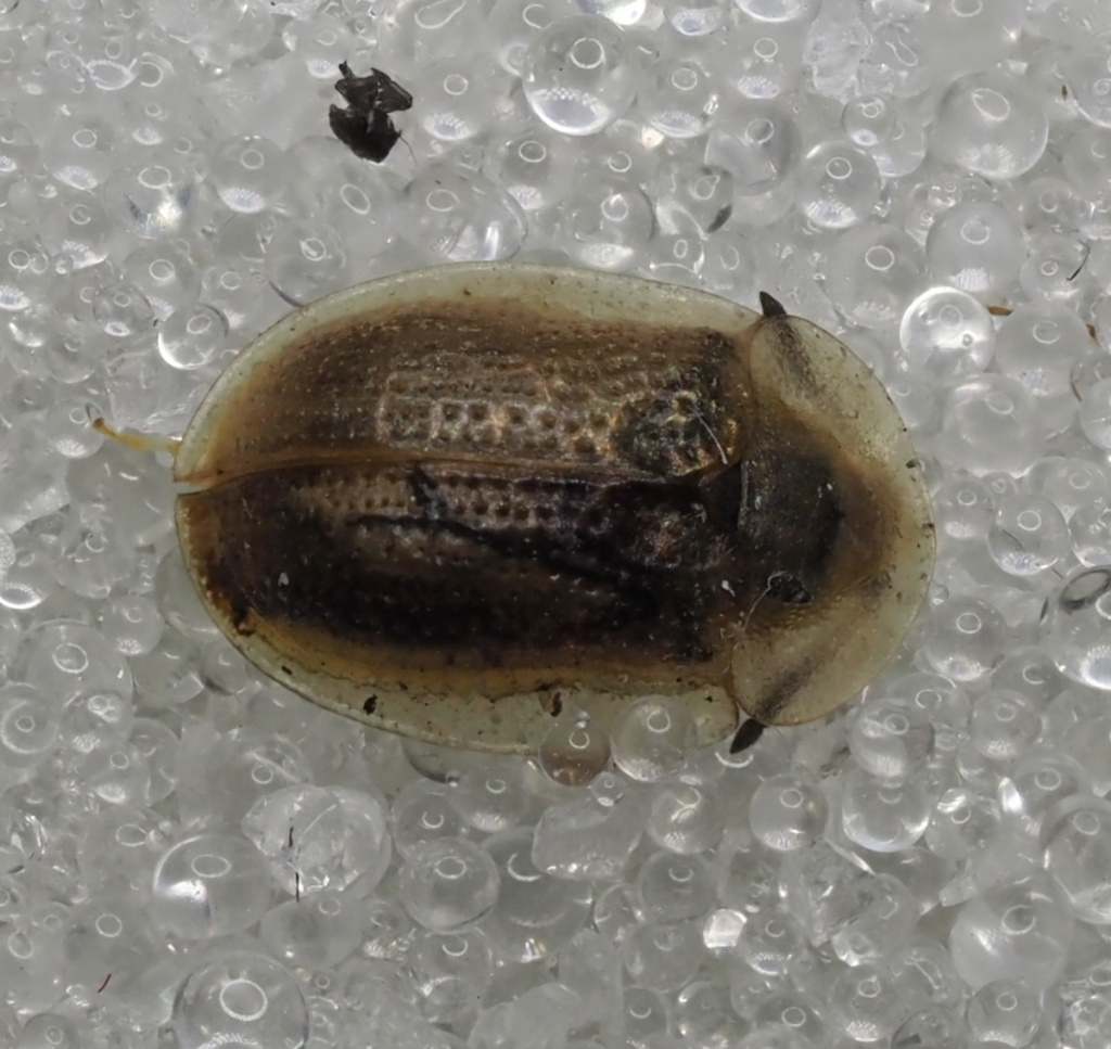 Pale Tortoise Beetle | NatureSpot