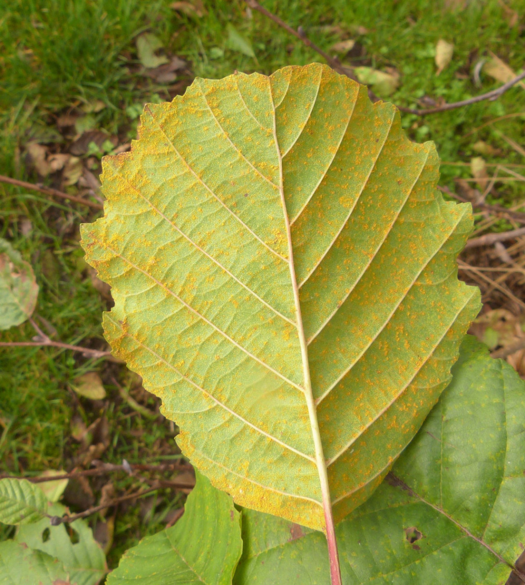 Birch Rust | NatureSpot